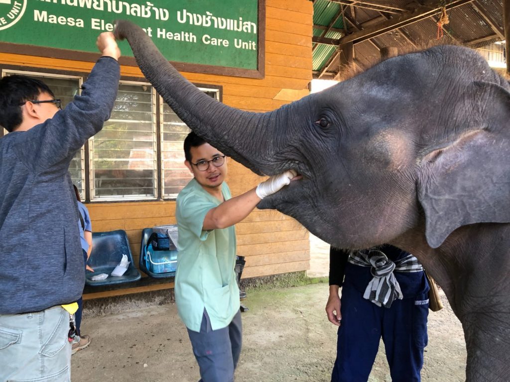 Elephant Vet Mobile Clinic – ศูนย์สุขภาพช้างและสัตว์ป่า โรงพยาบาลสัตว์ ...